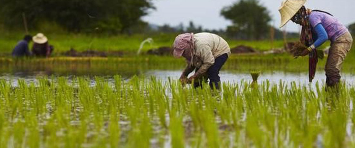Identification of the best management options for the rice quality ...